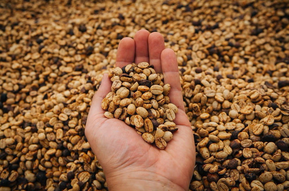 Coffee Roots: Brazil Special - The Global Coffee Festival