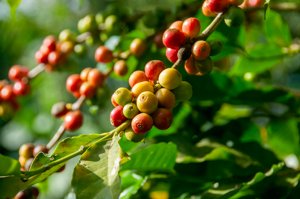 A Look Into Specialty Coffee Production in Brazil - The Global Coffee ...
